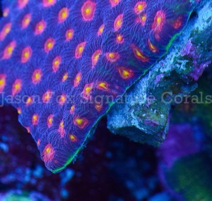 Top 10 signature corals from Jason Fox | Reef Builders | The Reef and ...
