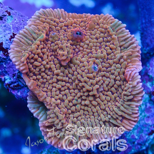 Top 10 signature corals from Jason Fox | Reef Builders | The Reef and ...