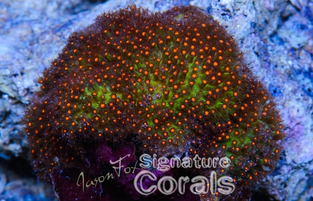 Top 10 signature corals from Jason Fox | Reef Builders | The Reef and ...
