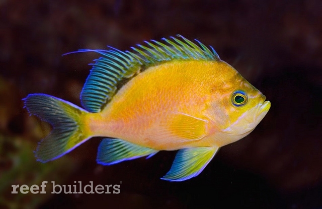 Pearl of The Orient: Mr Wong’s butterflyfish collection | Reef Builders ...