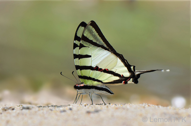 Understanding the photography triad: ISO, aperture and shutter speed ...