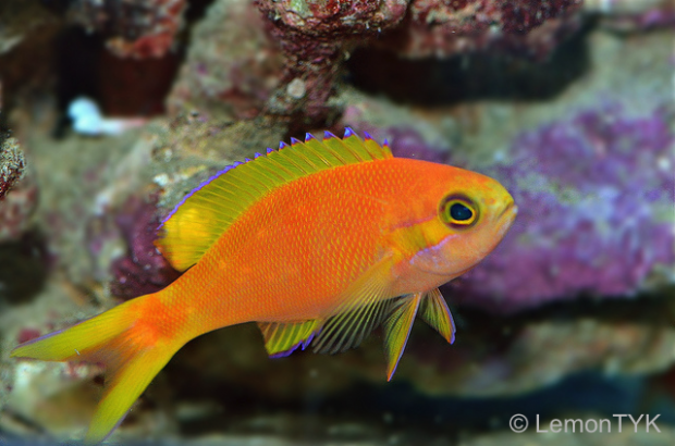 Sequential Hermaphrodites: Protandrous, Protogynous or serial ...