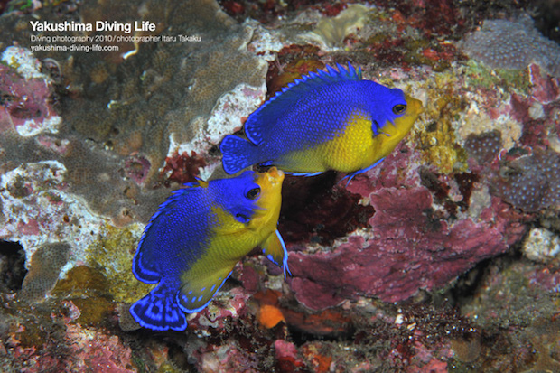 Variations and forms of Paracentropyge venusta | Reef Builders | The ...