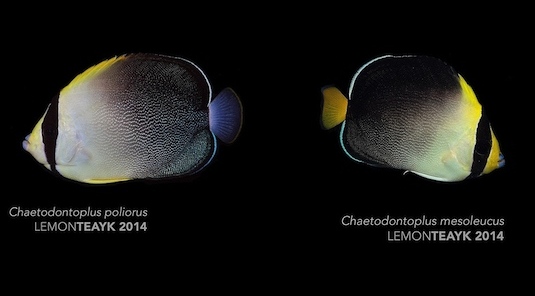 Geminate sisters and their path to speciation | Reef Builders | The ...