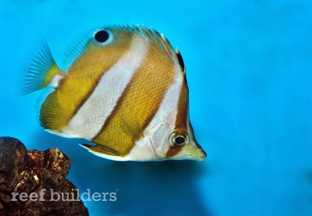 Awesome Fish Spotlight: Roa modestus, the poor man’s excelsa | Reef ...