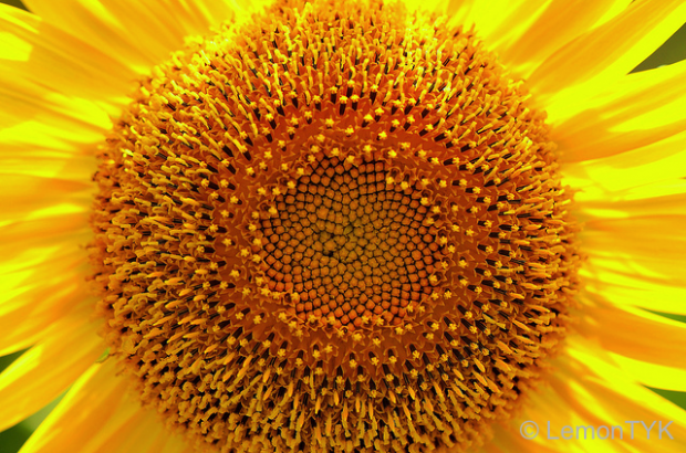 Understanding the photography triad: ISO, aperture and shutter speed ...