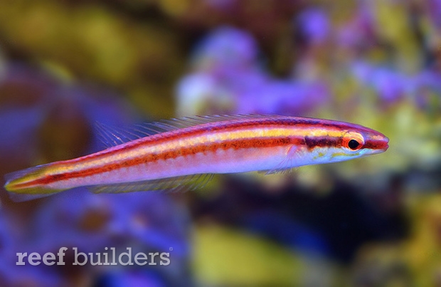 Will the real Terelabrus rubrovittatus please swim up | Reef Builders ...