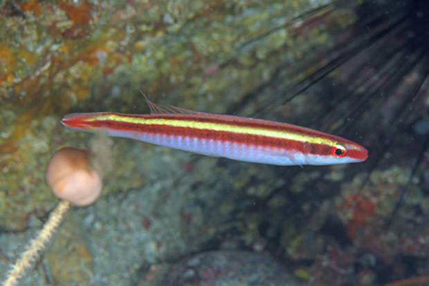 Will the real Terelabrus rubrovittatus please swim up | Reef Builders ...
