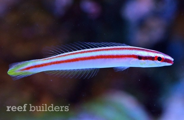 Will the real Terelabrus rubrovittatus please swim up | Reef Builders ...