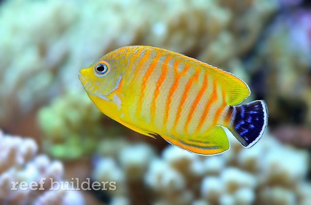 Our Tigerpyge hybrid gets a video update in HD | Reef Builders | The ...