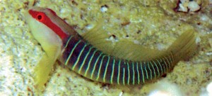 Three new species of dwarf gobies from the Cayman Islands | Reef ...