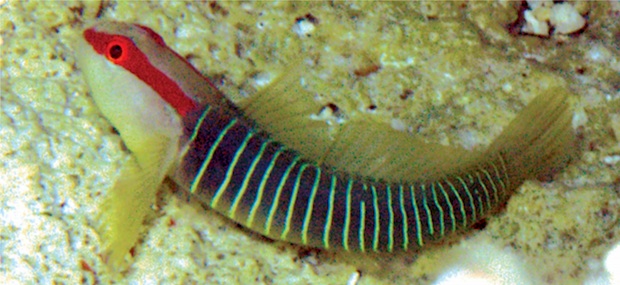 Three new species of dwarf gobies from the Cayman Islands | Reef ...