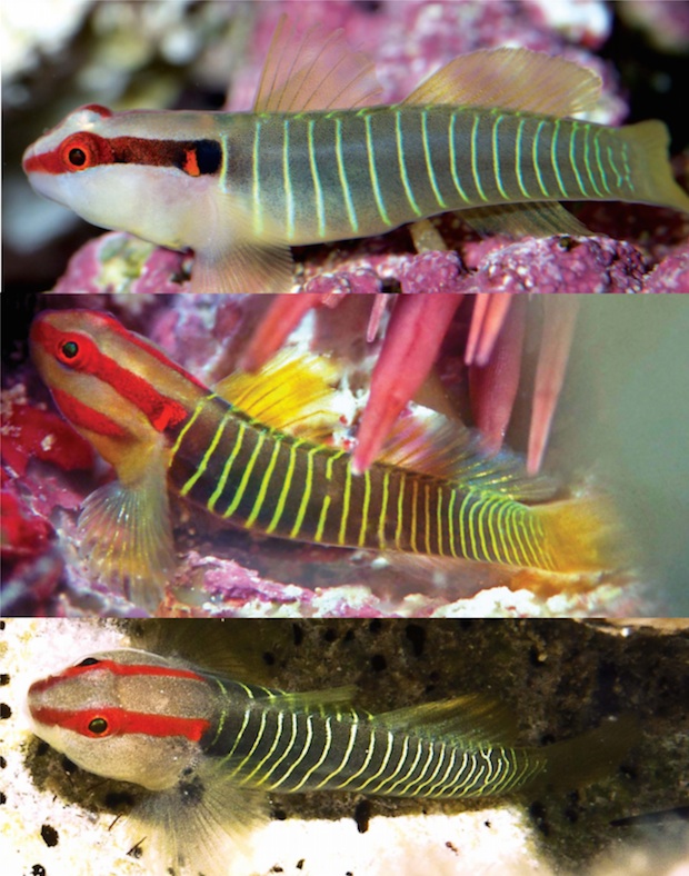 Three new species of dwarf gobies from the Cayman Islands | Reef ...