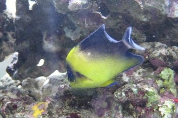 Variations and forms of Paracentropyge venusta | Reef Builders | The ...