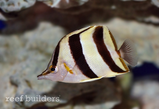 Pearl of The Orient: Mr Wong’s butterflyfish collection | Reef Builders ...