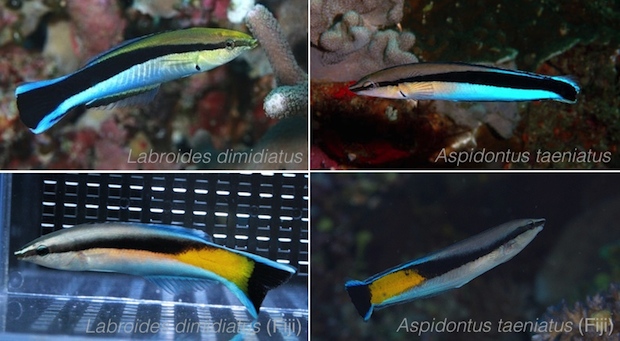 Survival on the reef part 1: Masquerading under false colours | Reef ...