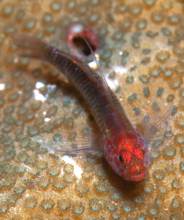 Eviota algida is cute new species of nano goby from the heart of ...