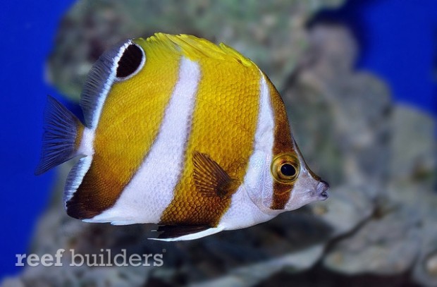Pearl of The Orient: Mr Wong’s butterflyfish collection | Reef Builders ...