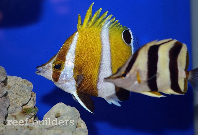 Pearl of The Orient: Mr Wong’s butterflyfish collection | Reef Builders ...