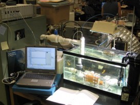 Gyre Flow: What a difference ten years can make | Reef Builders | The ...