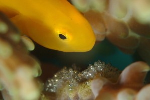 Sequential Hermaphrodites: Protandrous, Protogynous or serial ...