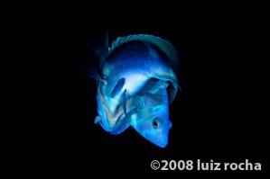 Sequential Hermaphrodites: Protandrous, Protogynous or serial ...