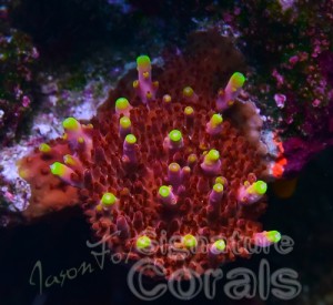Top 10 signature corals from Jason Fox | Reef Builders | The Reef and ...