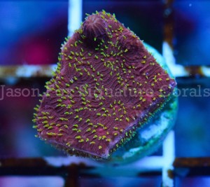 Top 10 signature corals from Jason Fox | Reef Builders | The Reef and ...