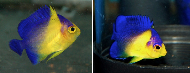 Variations and forms of Paracentropyge venusta | Reef Builders | The ...