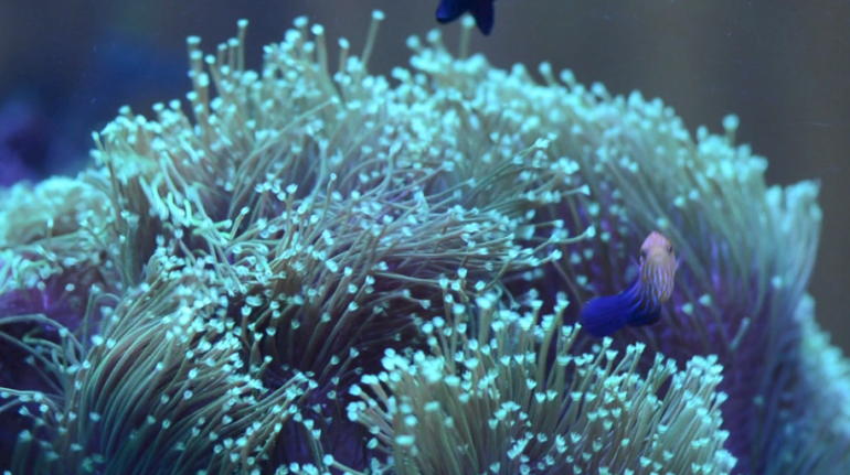 Mr. Wing’s long tentacled leather coral is a whiplashing gyre of ...