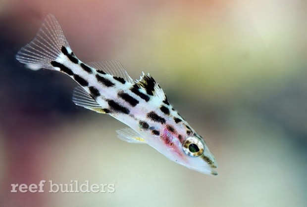 Awesome Fish Spotlight: Serranus luciopercanus, the Walleye Basslet ...