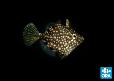 ORA’s Whitespotted Pymgy Filefish Makes A Third | Reef Builders | The ...