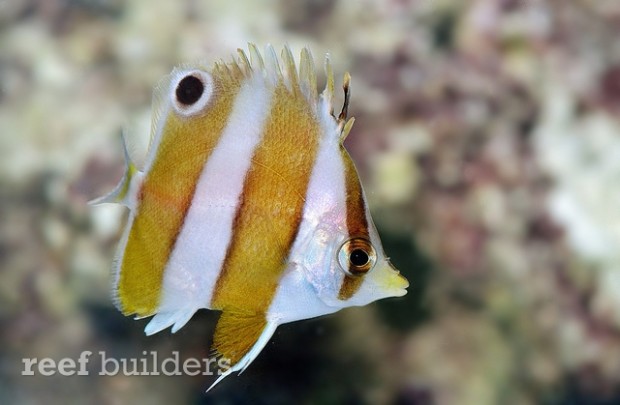 Awesome Fish Spotlight: Roa modestus, the poor man’s excelsa | Reef ...