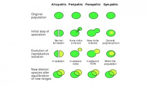 Geminate sisters and their path to speciation | Reef Builders | The ...