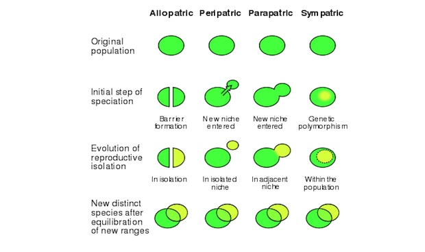 Geminate sisters and their path to speciation | Reef Builders | The ...