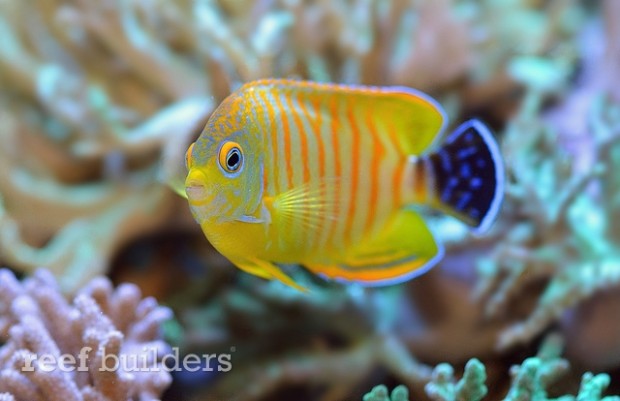Our Tigerpyge hybrid gets a video update in HD | Reef Builders | The ...