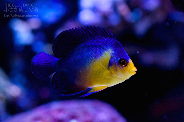 Variations and forms of Paracentropyge venusta | Reef Builders | The ...