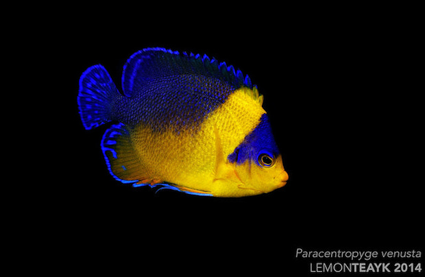 Variations and forms of Paracentropyge venusta | Reef Builders | The ...
