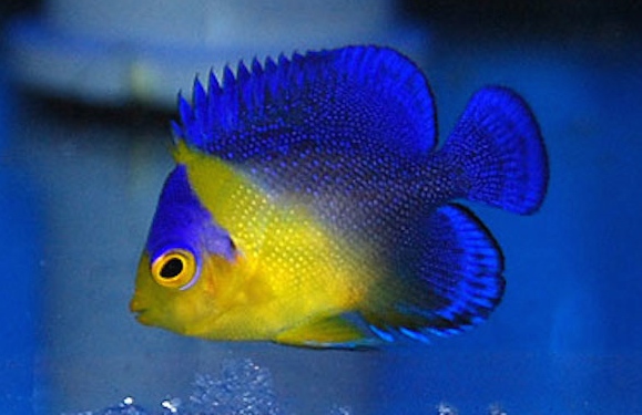 Variations and forms of Paracentropyge venusta | Reef Builders | The ...