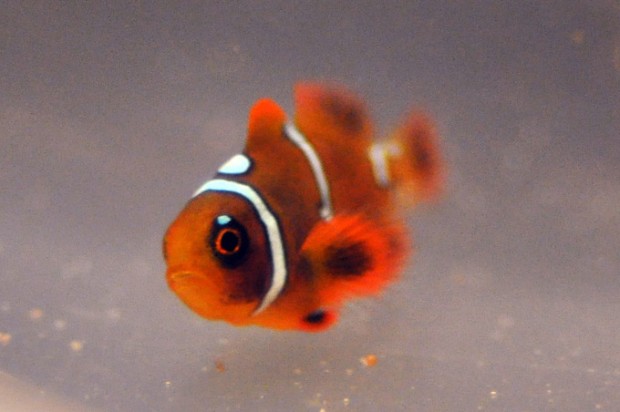 Fisheye Aquaculture’s Pearl Eye Gold Flake Maroon Clownfish | Reef ...