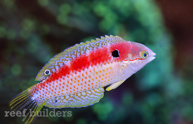 Reef Nuggets 4: Macropharyngodon and notes on maintaining a harem ...