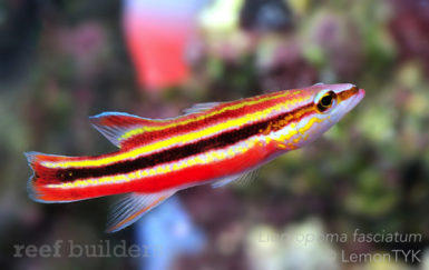 Liopropoma fasciatum takes the title of 2014’s fish of the year | Reef ...