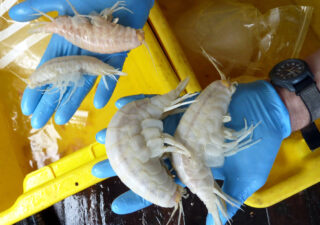 Tag: mariana trench | Reef Builders | The Reef and Saltwater Aquarium Blog