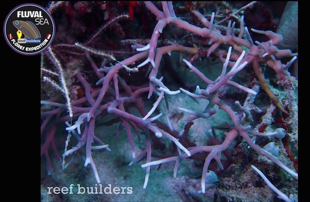 Observe more than 250 corals from the Fluval Sea Flores Expedition in ...