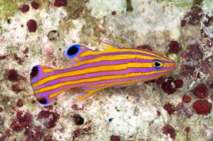 Rare Fish Spotlight: The Poor Man’s Candy Basslet, Liopropoma swalesi ...