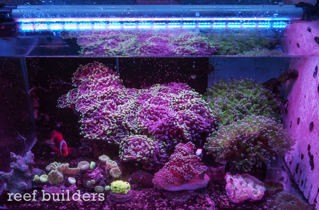 Marineland floating LEDs can make for great looking corals | Reef ...