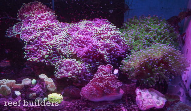 Marineland floating LEDs can make for great looking corals | Reef ...