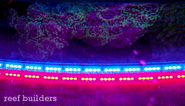 Marineland floating LEDs can make for great looking corals | Reef ...
