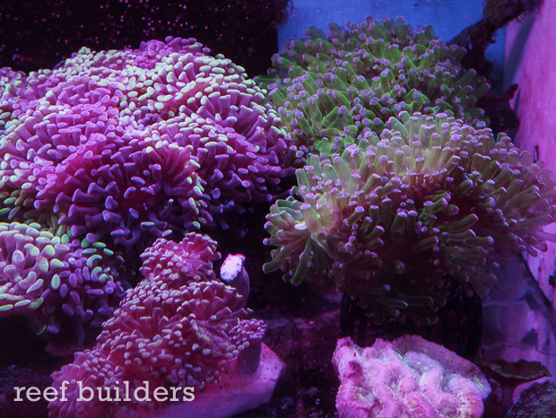 Marineland floating LEDs can make for great looking corals | Reef ...