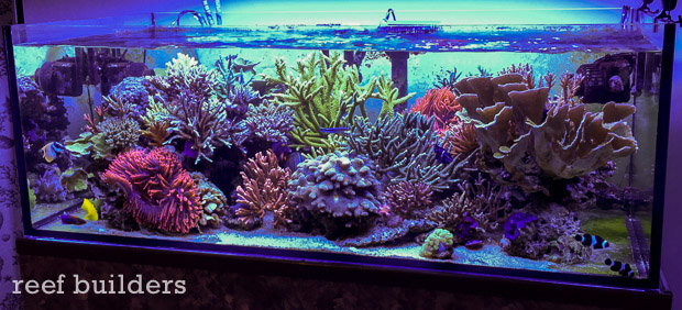 Marta Spano’s one year old reef tank puts all others to shame | Reef ...